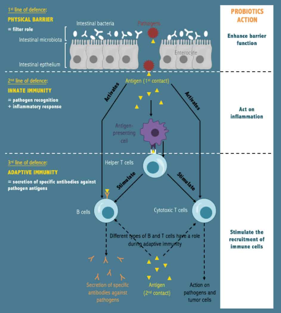 I as Immunity - Exden