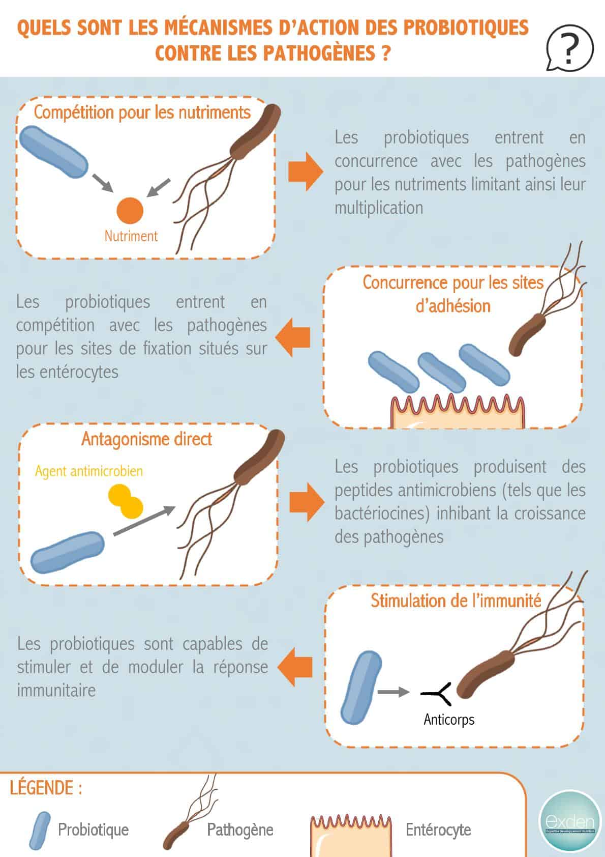 INFOGRAPHIE - Quels sont les mécanismes d'action des probiotiques ...