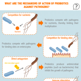INFOGRAPHIC - What are the mechanisms of action of probiotics against ...