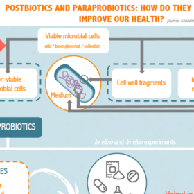 INFOGRAPHIC – Postbiotics and paraprobiotics - Exden
