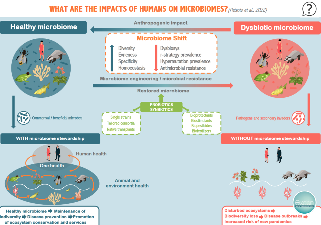 INFOGRAPHIC - What are the impacts of Humans on the microbiome? - Exden